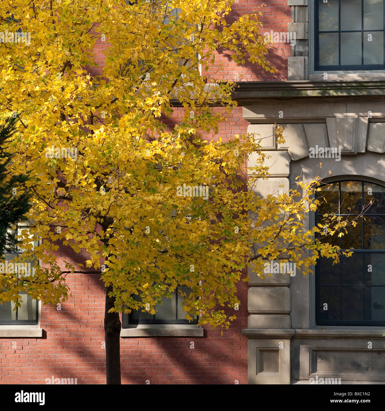 Boston trees fall hi-res stock photography and images - Alamy
