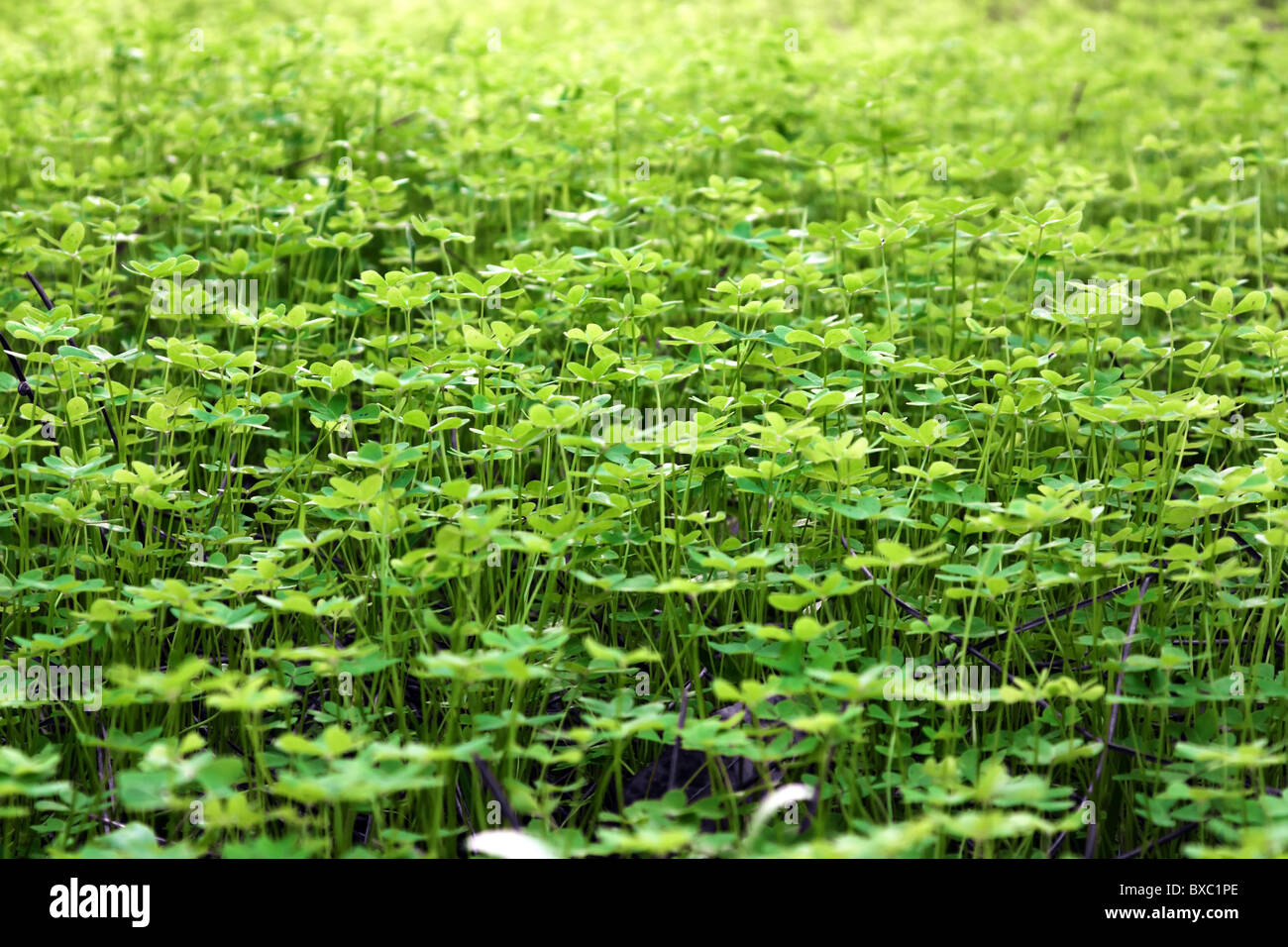 Field of clovers Stock Photo - Alamy