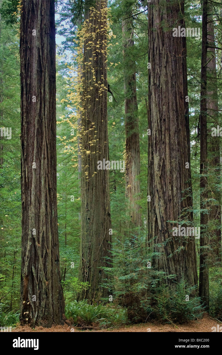 Redwood trees at Rockefeller Forest at Humboldt Redwoods State Park ...