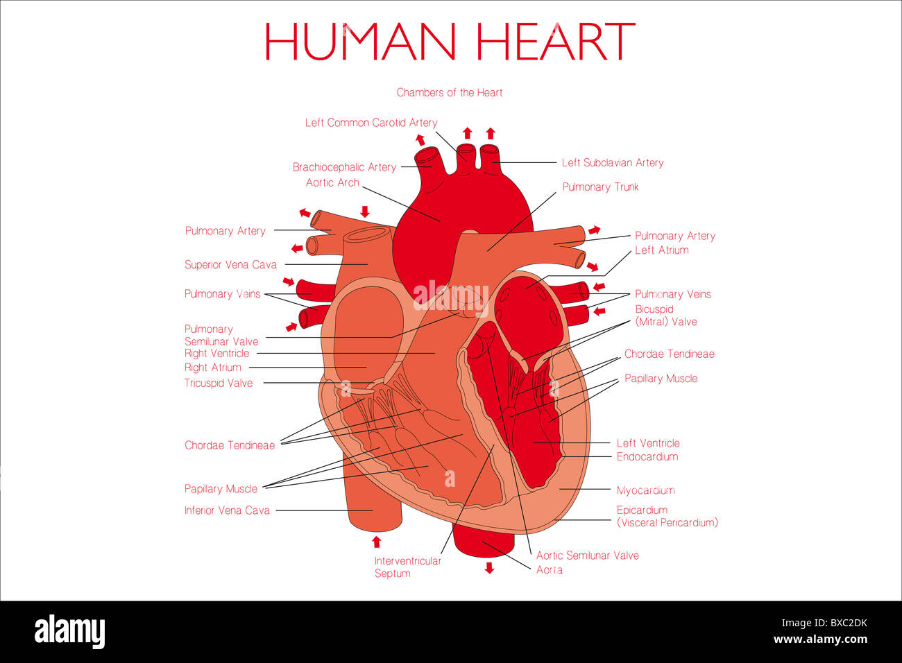 Human heart illustration hi-res stock photography and images - Alamy
