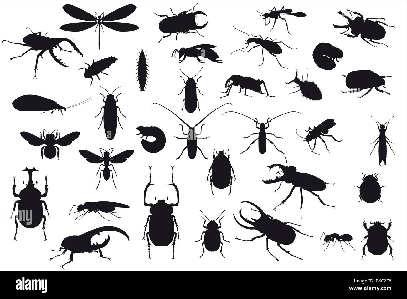 various insect silhouettes isolated on white Stock Photo - Alamy