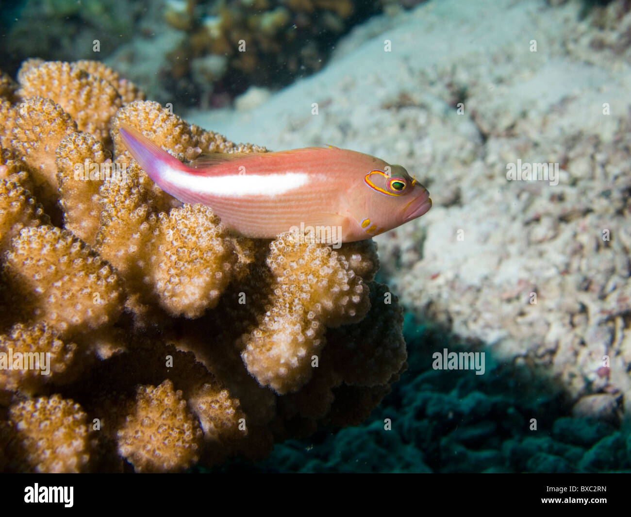 Coral reef and fish, Borneo, Malaysia Stock Photo - Alamy