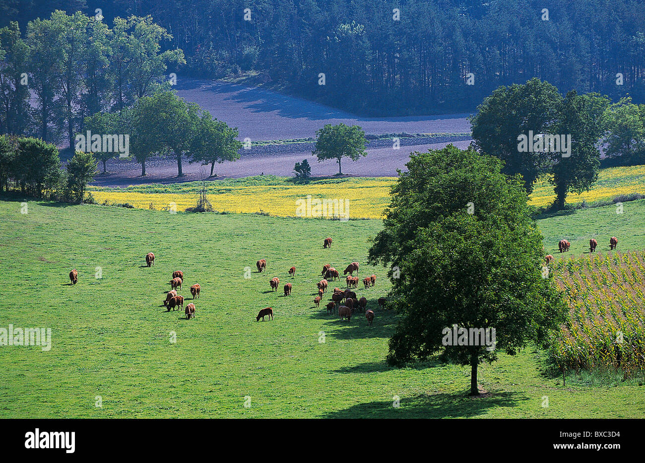France, Perigord Vert, Dordogne, Around Riberac Stock Photo - Alamy