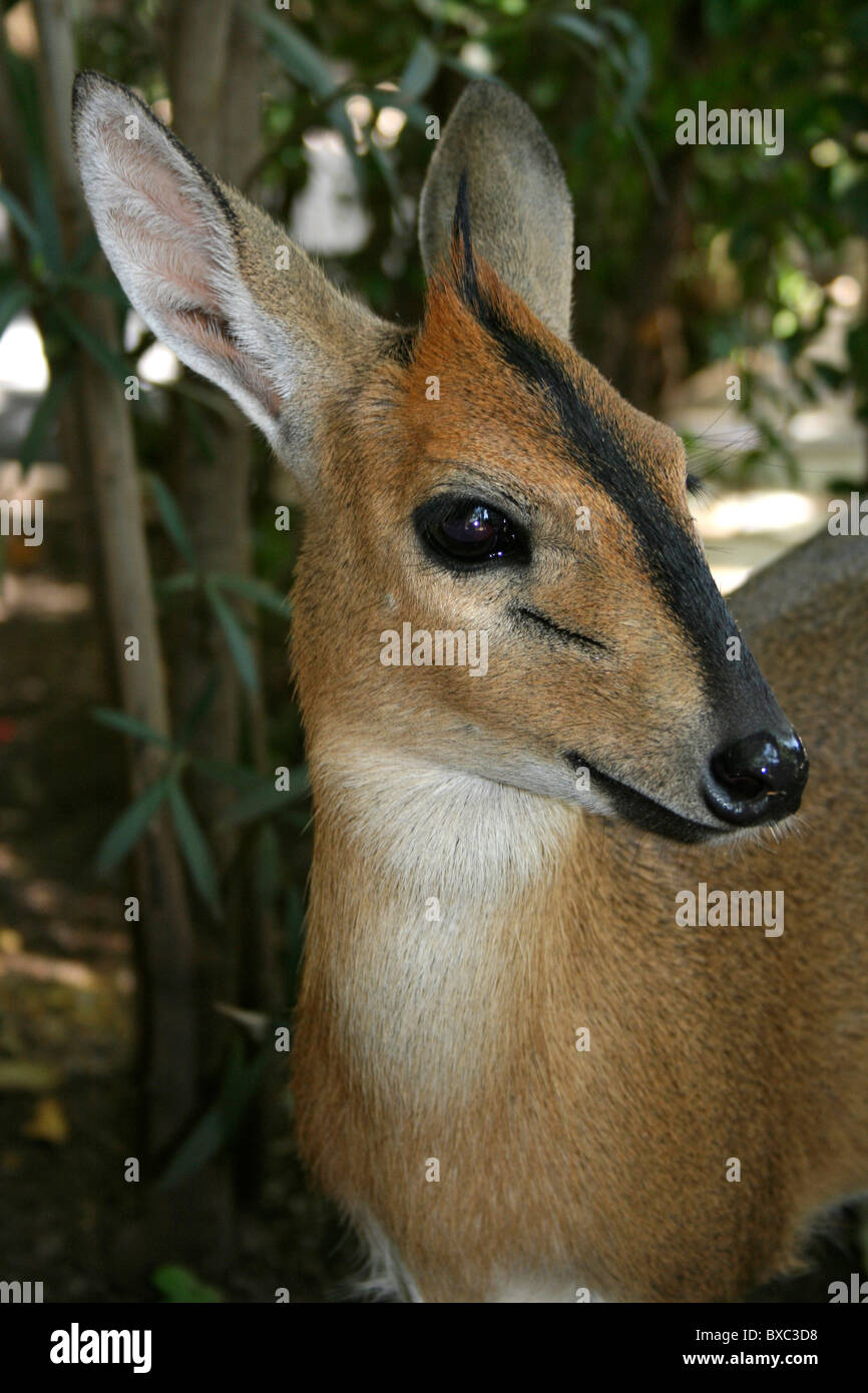 Sylvicapra ethiopia hi-res stock photography and images - Alamy