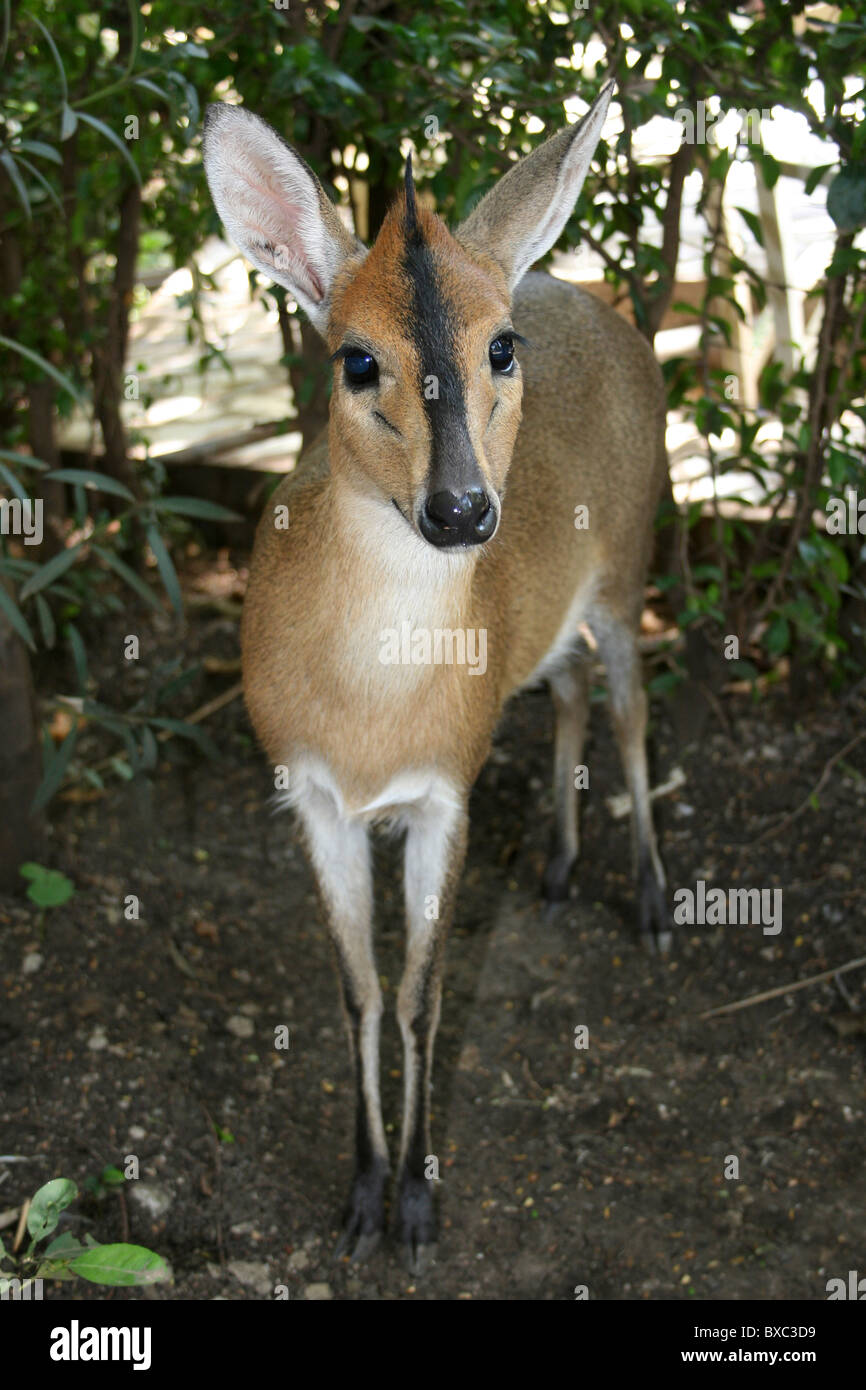 Ethiopian antelopes hi-res stock photography and images - Alamy