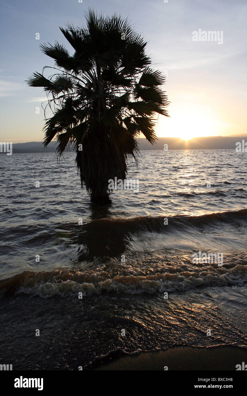 Tree plant ethiopia hi-res stock photography and images - Alamy
