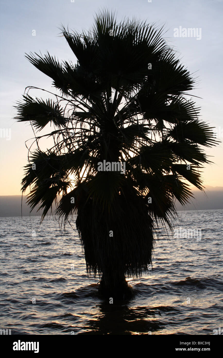 Palm Tree Silhouetted At Dawn, Lake Langano, Ethiopia Stock Photo - Alamy