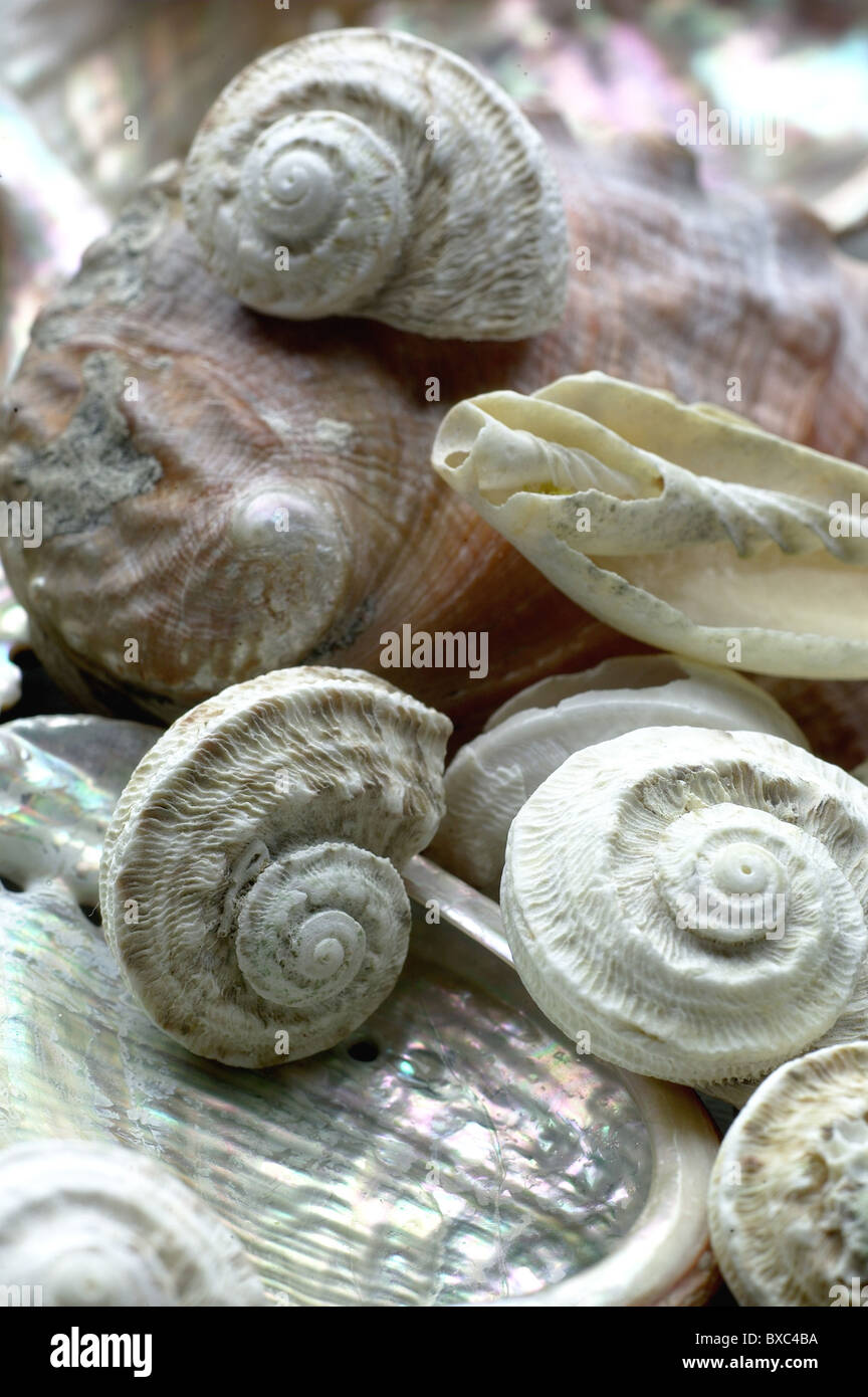 Close up of various seashells Stock Photo - Alamy