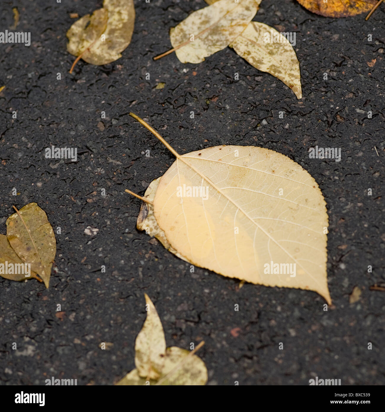 Autumn leaves on the pavement in Central Park Manhattan, New York City ...
