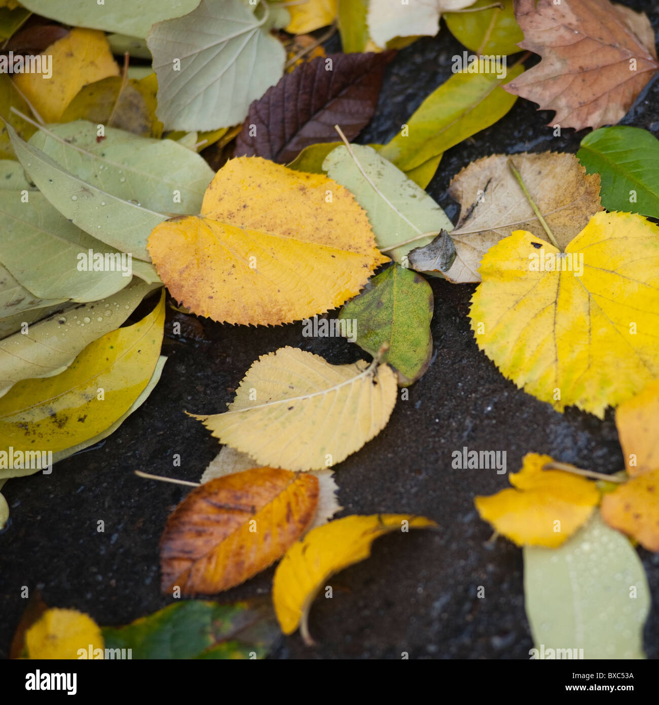 Autumn leaves on the pavement in Central Park Manhattan, New York City ...