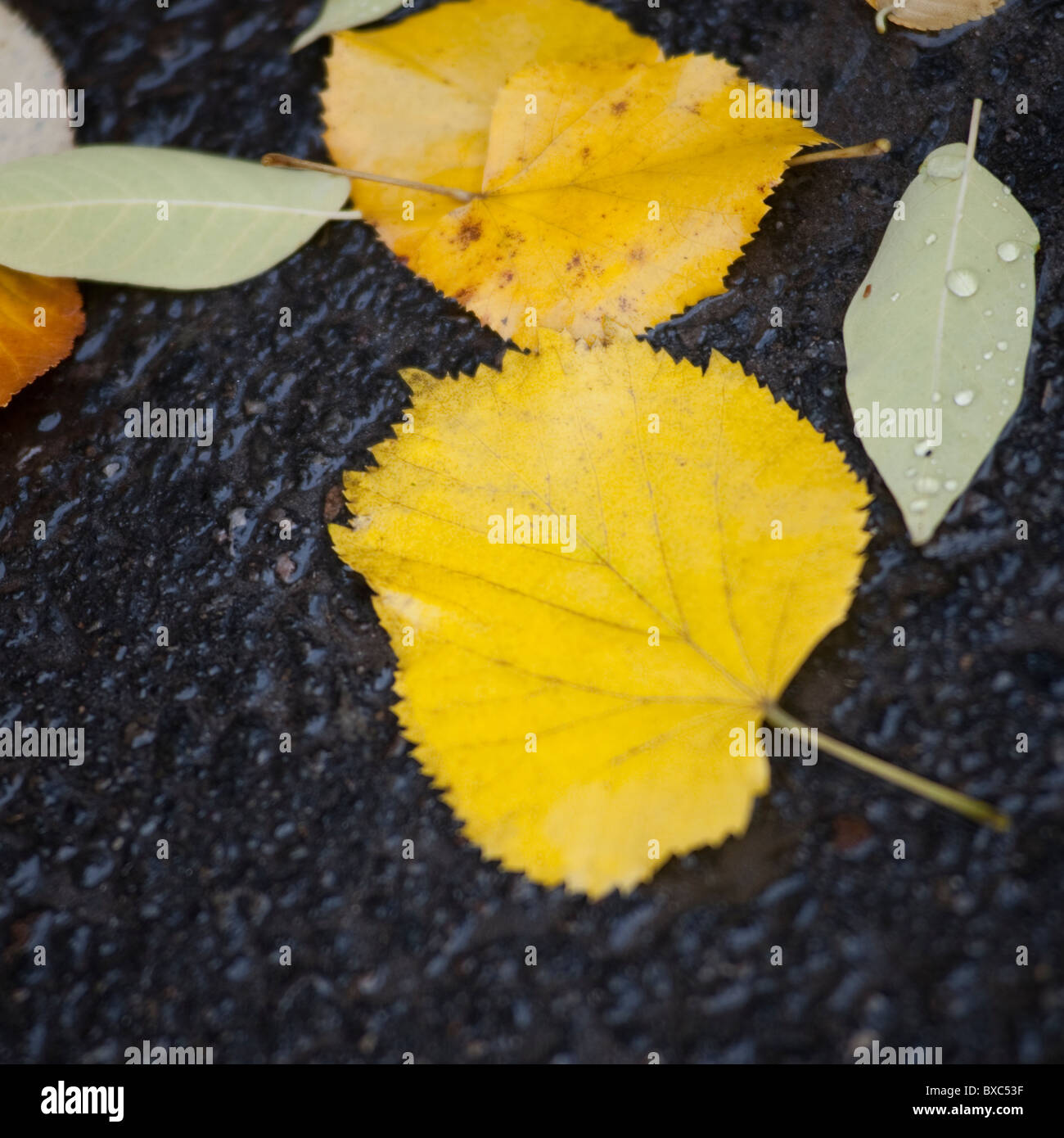 Autumn leaves on the pavement in Central Park Manhattan, New York City ...