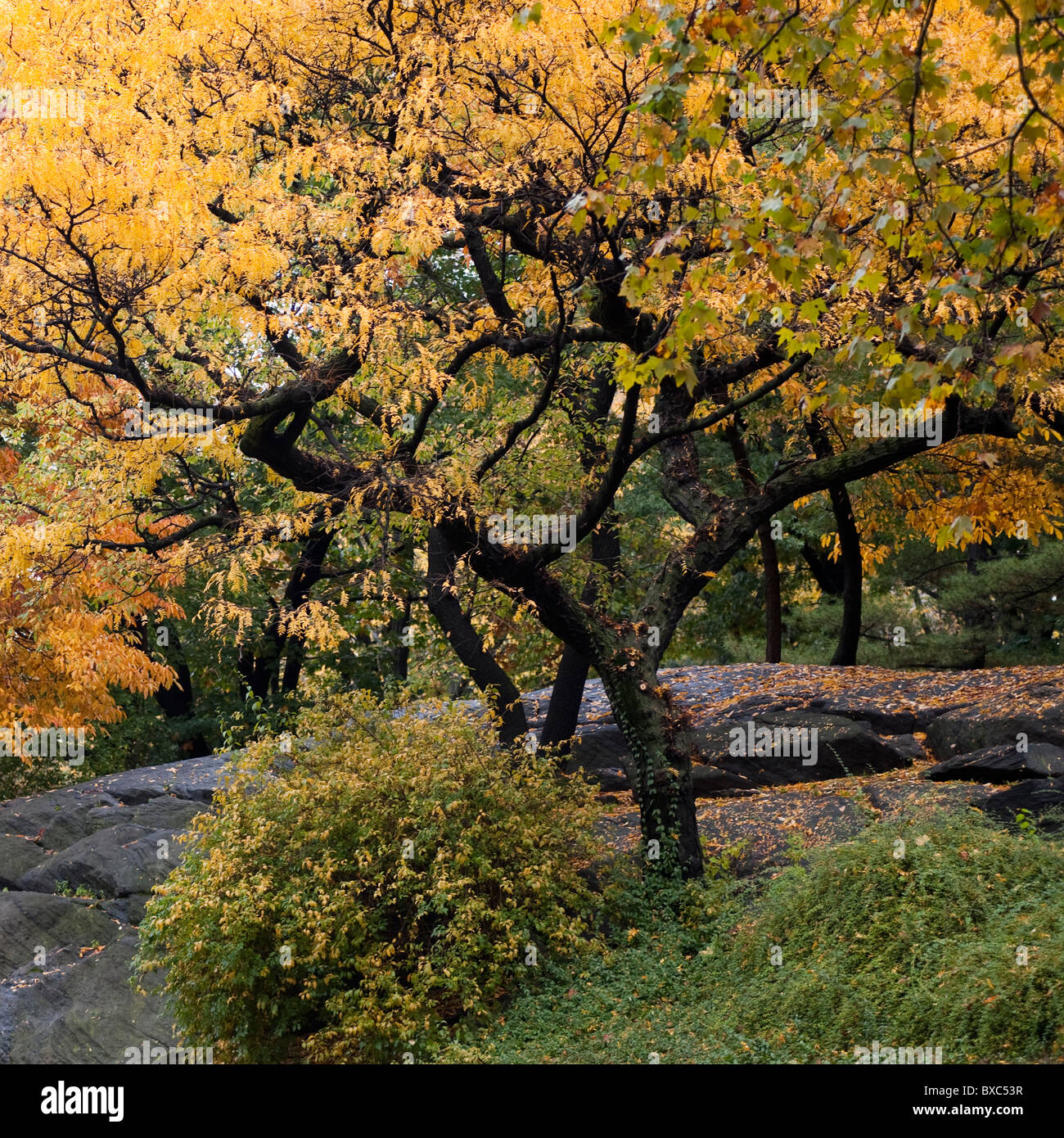 Autumn in Central Park in Manhattan, New York City, U.S.A Stock Photo ...