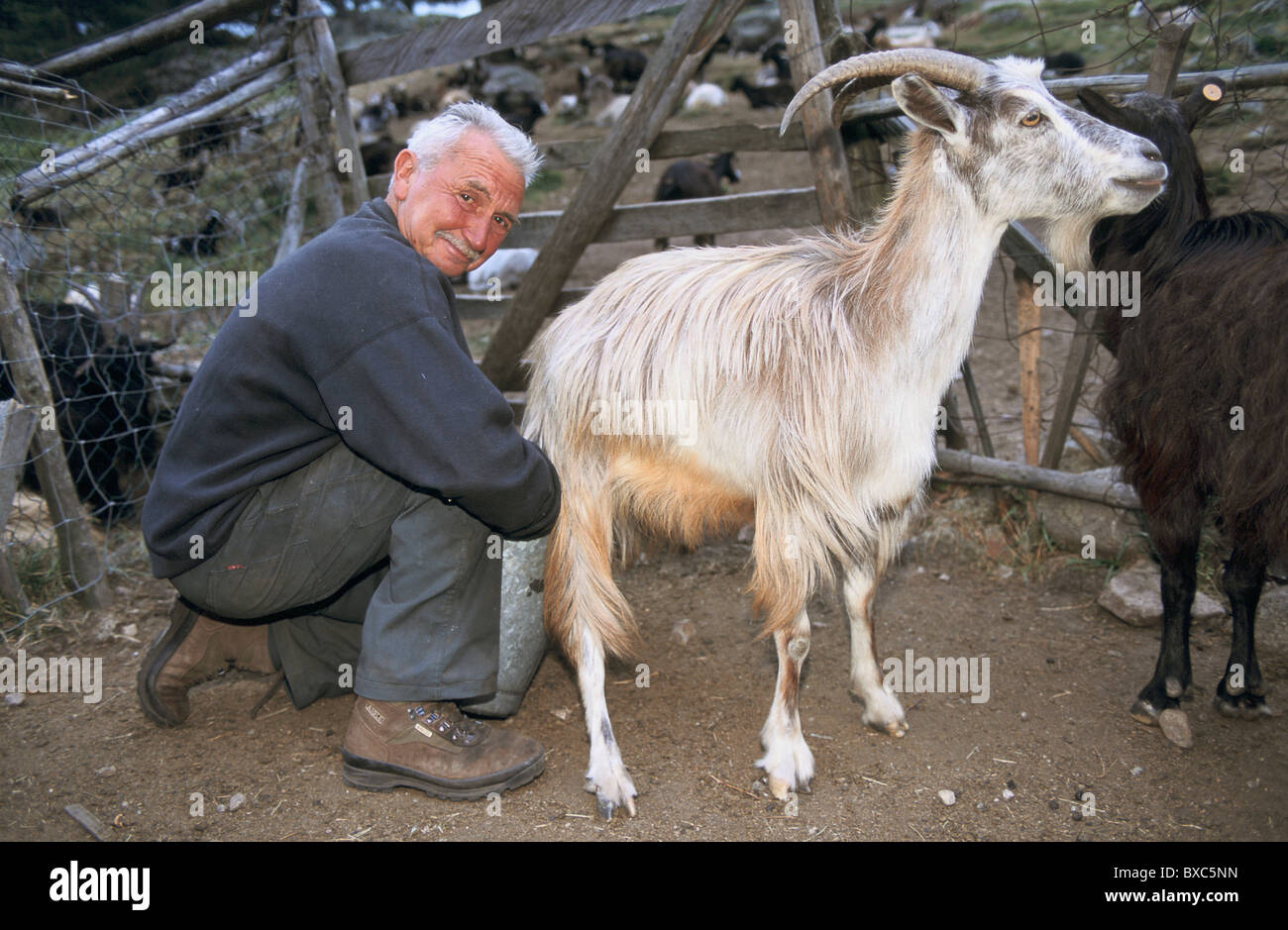 Corsica goat hi-res stock photography and images - Alamy