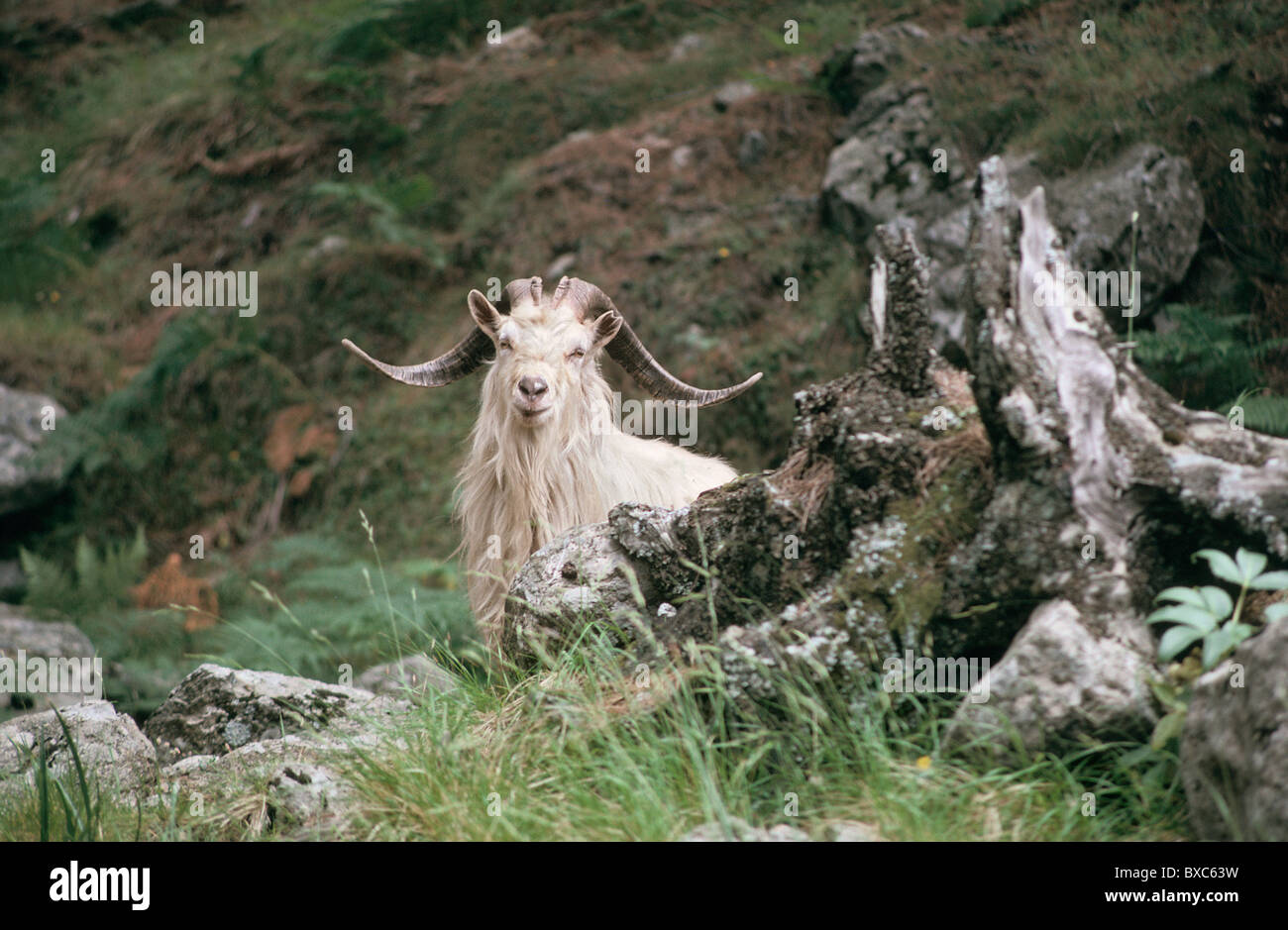 France, Corsica, Corse du Sud, Bavella range, Goat Stock Photo - Alamy