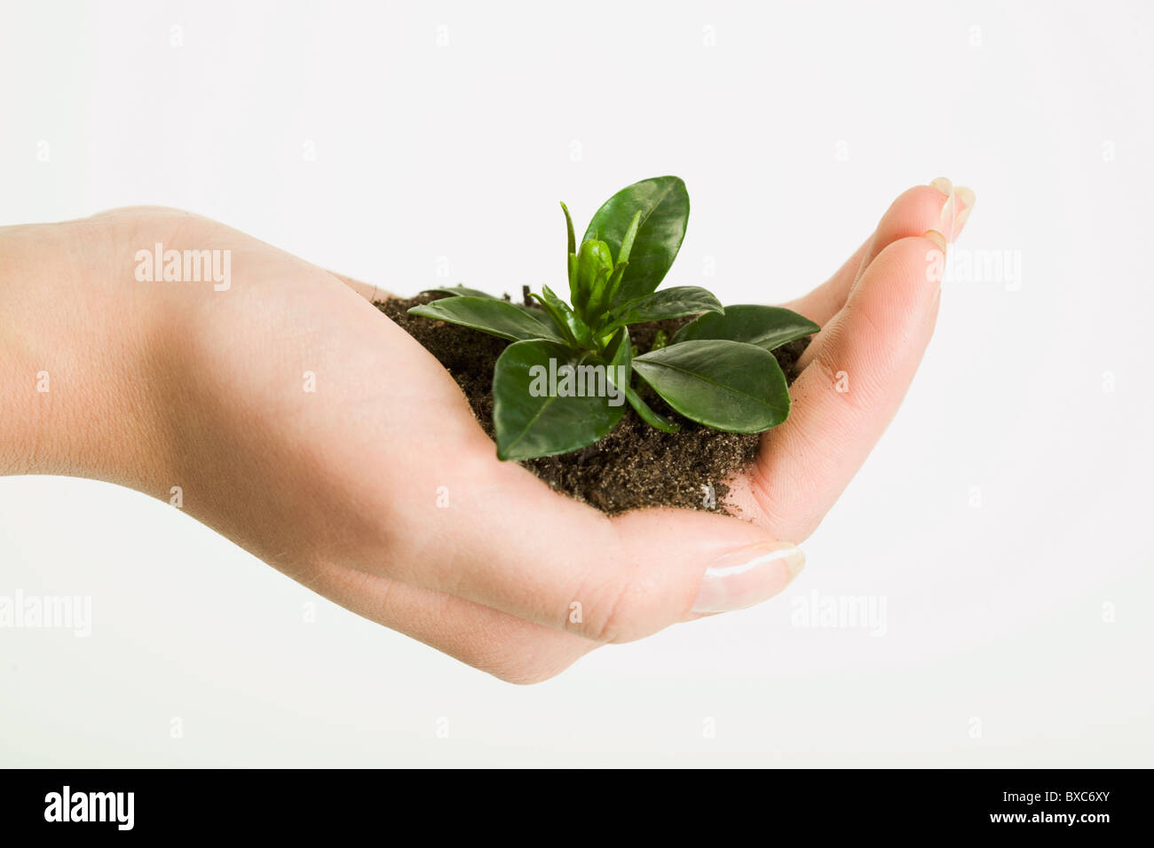 Photo of green plant in the female hand over white background Stock ...