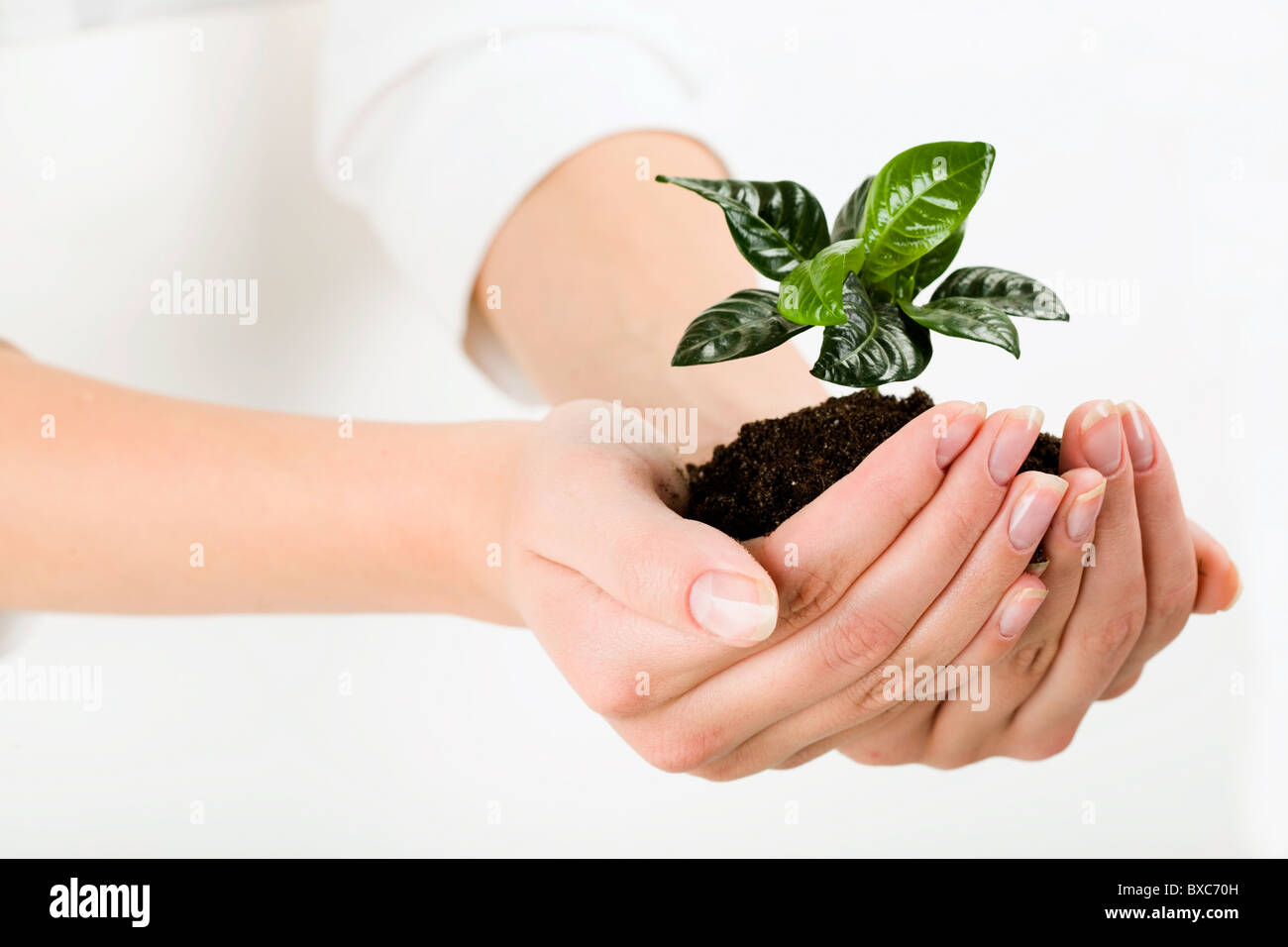 Growing green plant in the female hand Stock Photo - Alamy