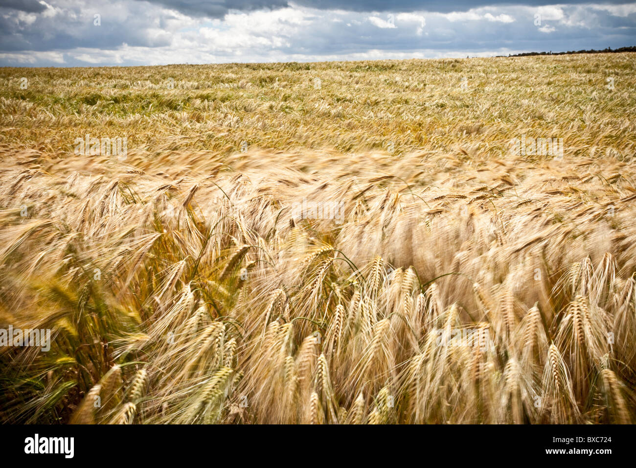 Fields of wheat crop growing in field Derbyshire East Midlands England ...