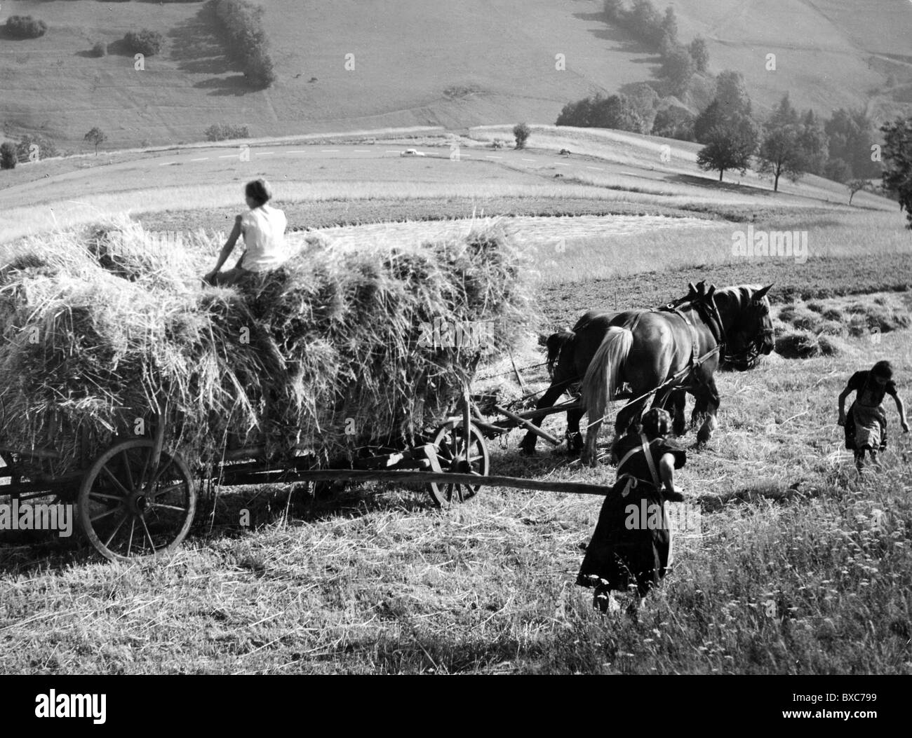 agriculture, hay, farmers drawing hay, hay wagon is balanced with a stack, Black Forrest, 1950s ...
