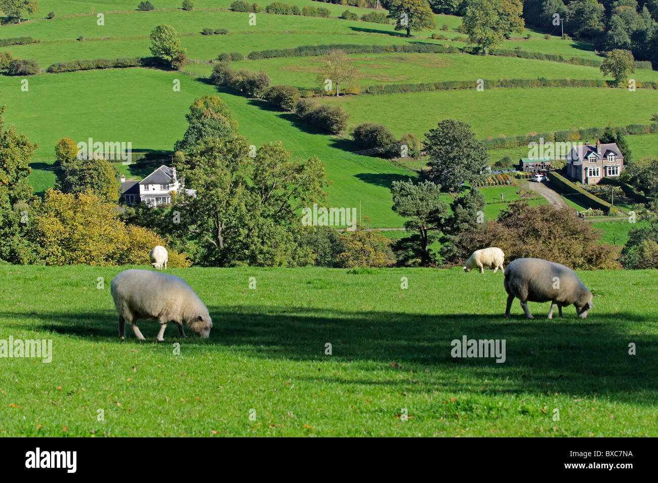 Female Sheep in the Peak District National Park Stock Photo - Alamy