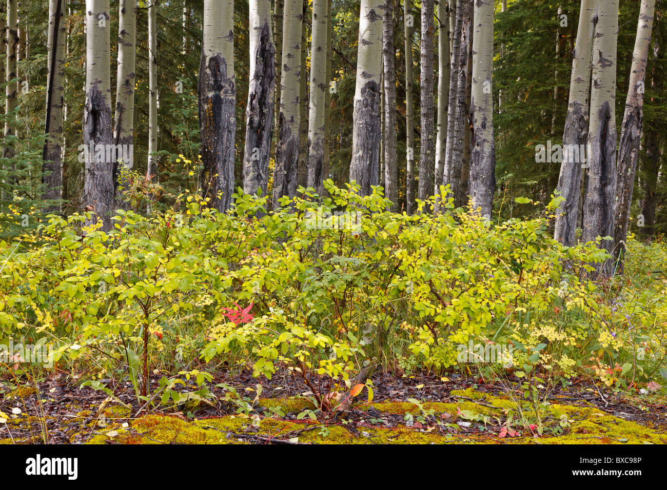 Aspen trees, populus tremuloides, Jasper National Park, Alberta, Canada ...
