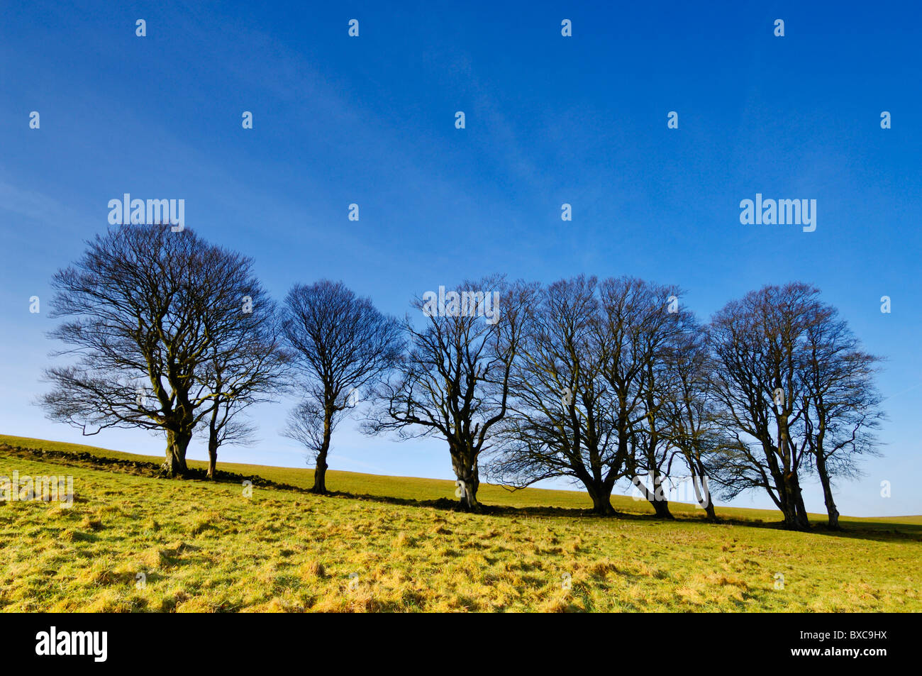 European beech fagus sylvatica in winter hi-res stock photography and ...