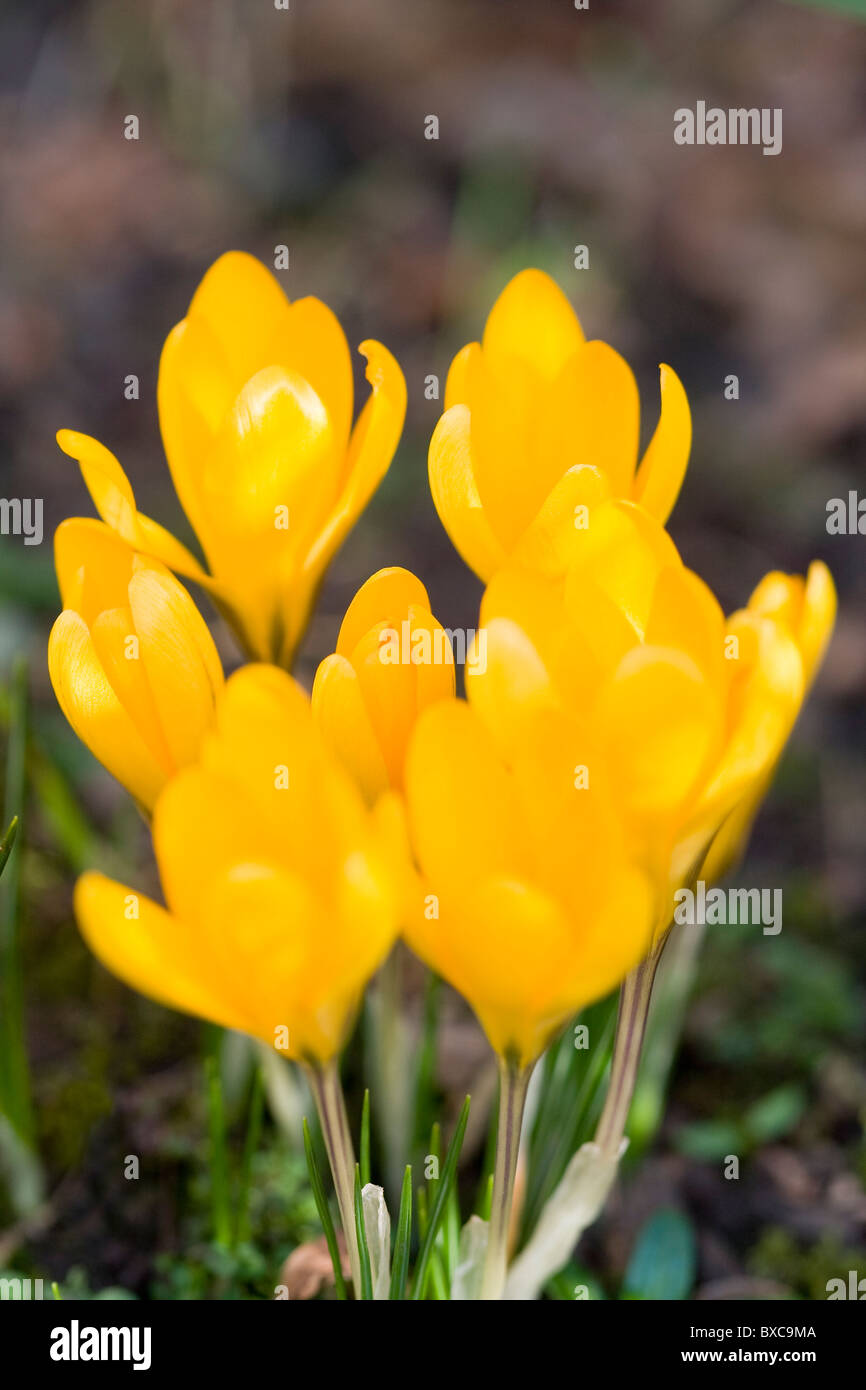 Yellow Crocus vernus Flowers Stock Photo - Alamy