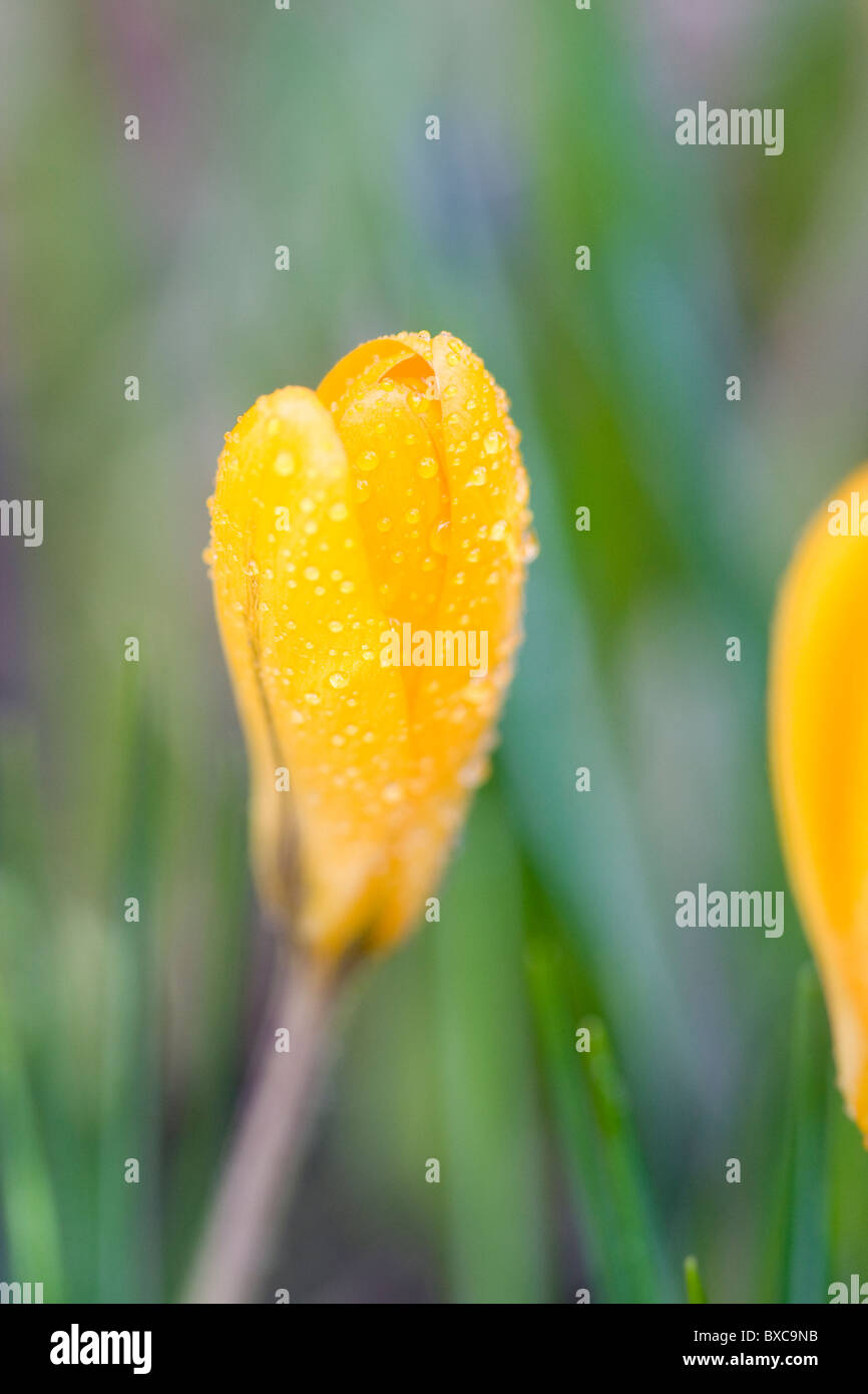 Yellow Crocus vernus Flowers with Rain Drops Stock Photo - Alamy