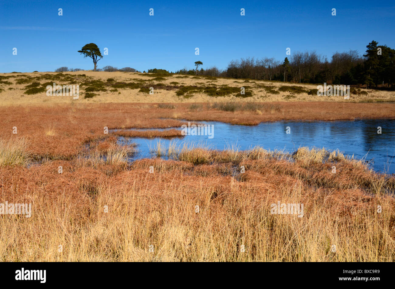 Priddy pools hi-res stock photography and images - Alamy