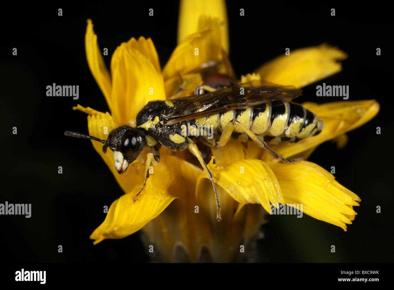 Tenthredo Sp High Resolution Stock Photography and Images - Alamy