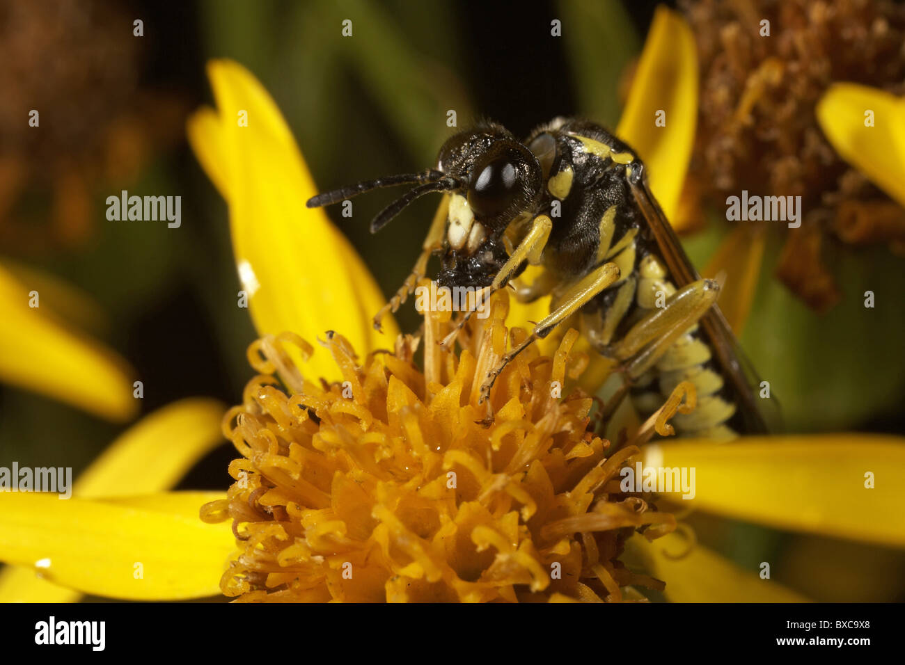 Tenthredo hi-res stock photography and images - Alamy