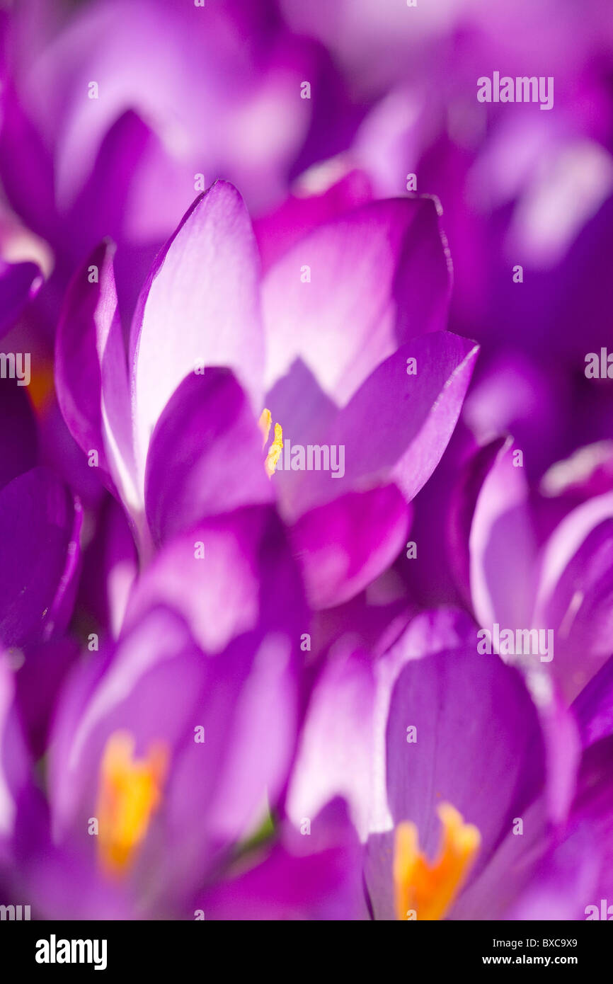 Close up crocus vernus hi-res stock photography and images - Alamy
