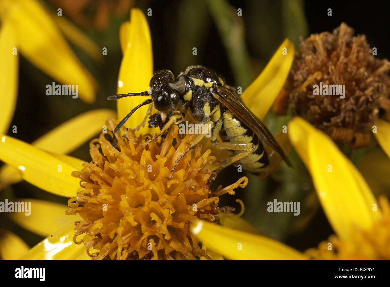 Sawfly tenthredo sp hi-res stock photography and images - Alamy