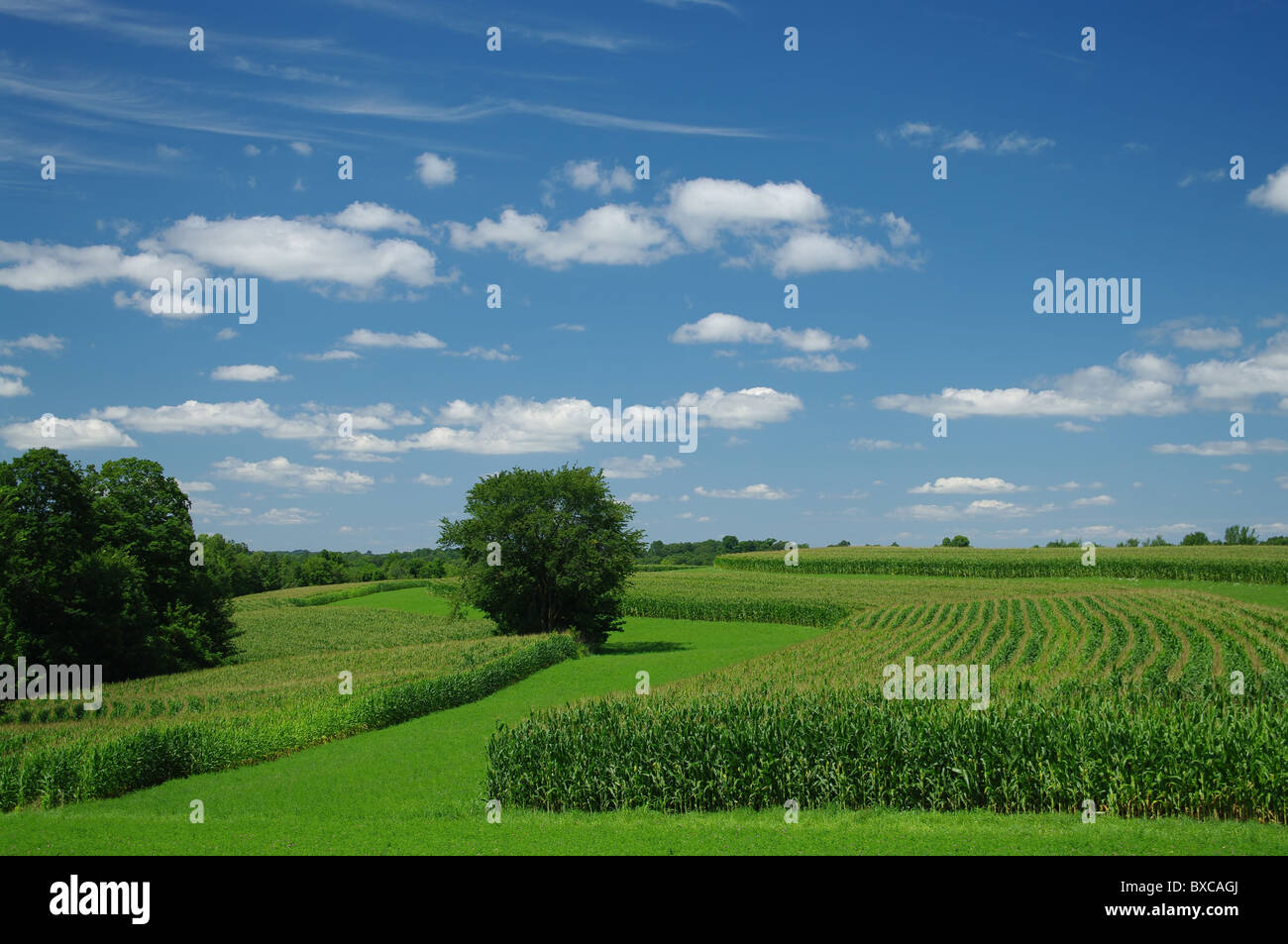 Cornfields in July Stock Photo - Alamy