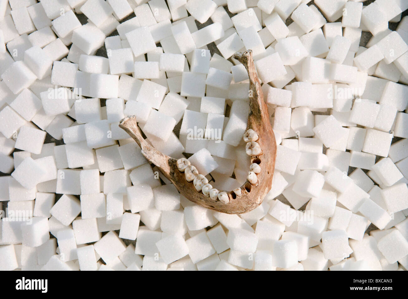 human lower jaw missing some teeth lies on a pile of sugar cubes Stock ...