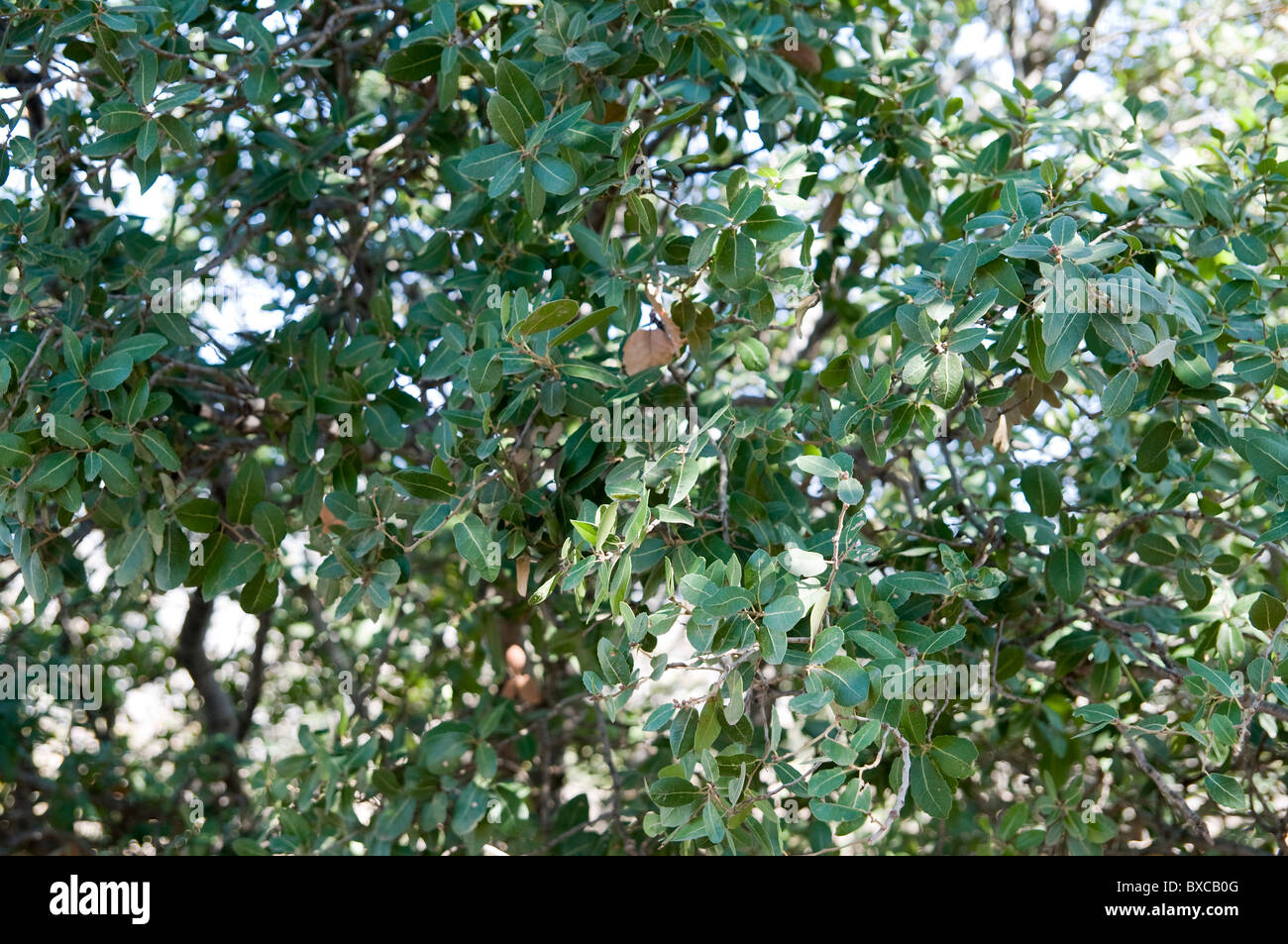Palestine Oak Quercus Calliprinos At The Hermon Stream Nature Reserve