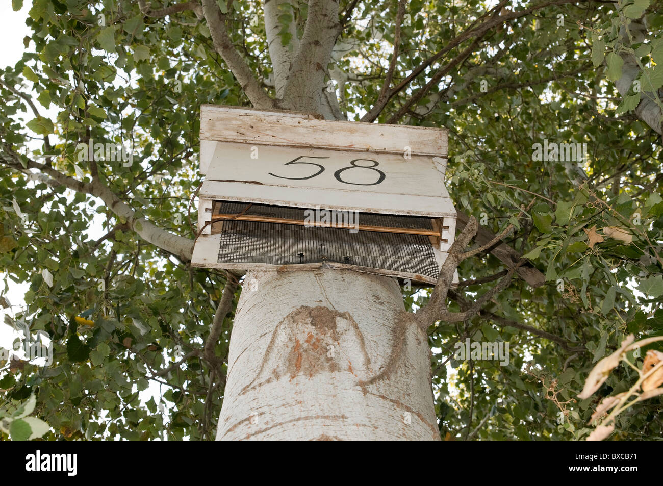 Bats Nesting box. Bats consume a large number of insects and are used ...