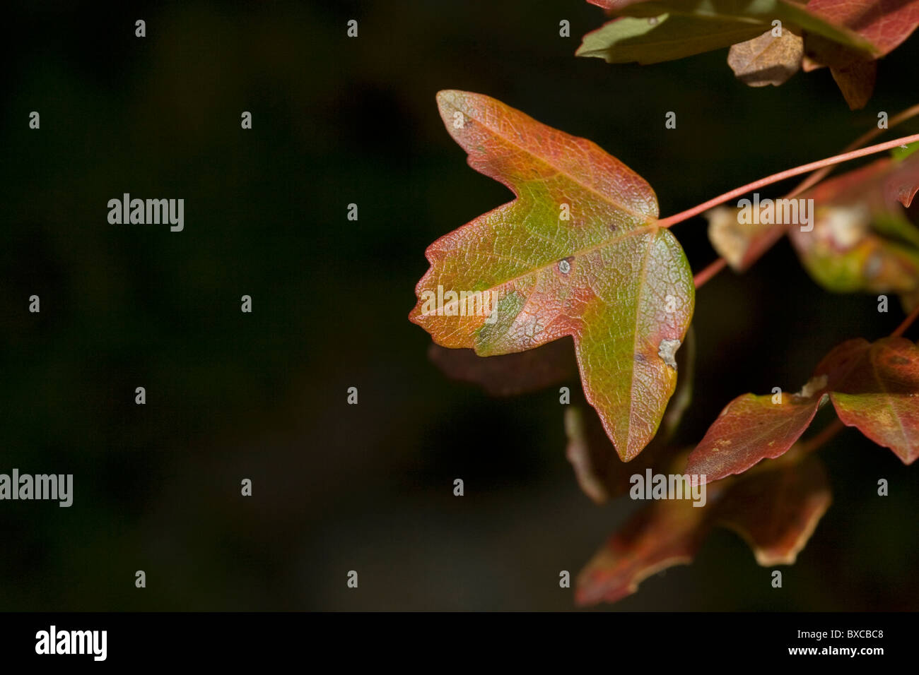 Montpellier Maple (Acer monspessulanum Stock Photo - Alamy