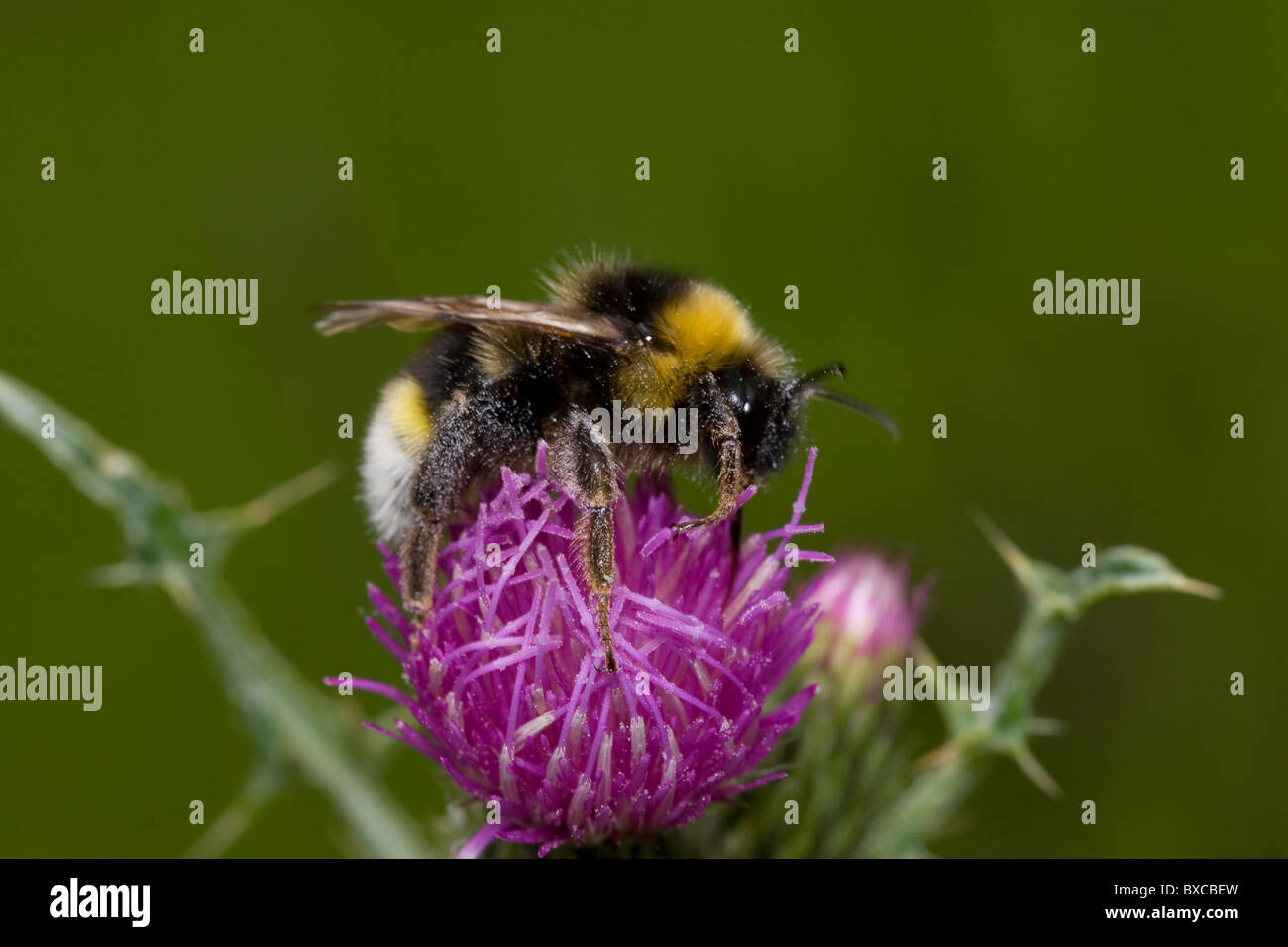 Bombus Vestalis High Resolution Stock Photography and Images - Alamy