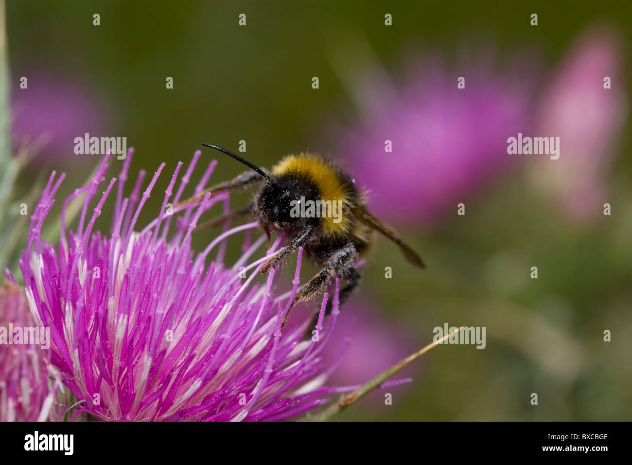 Cuckoo bumblebee (Bombus vestalis Stock Photo - Alamy