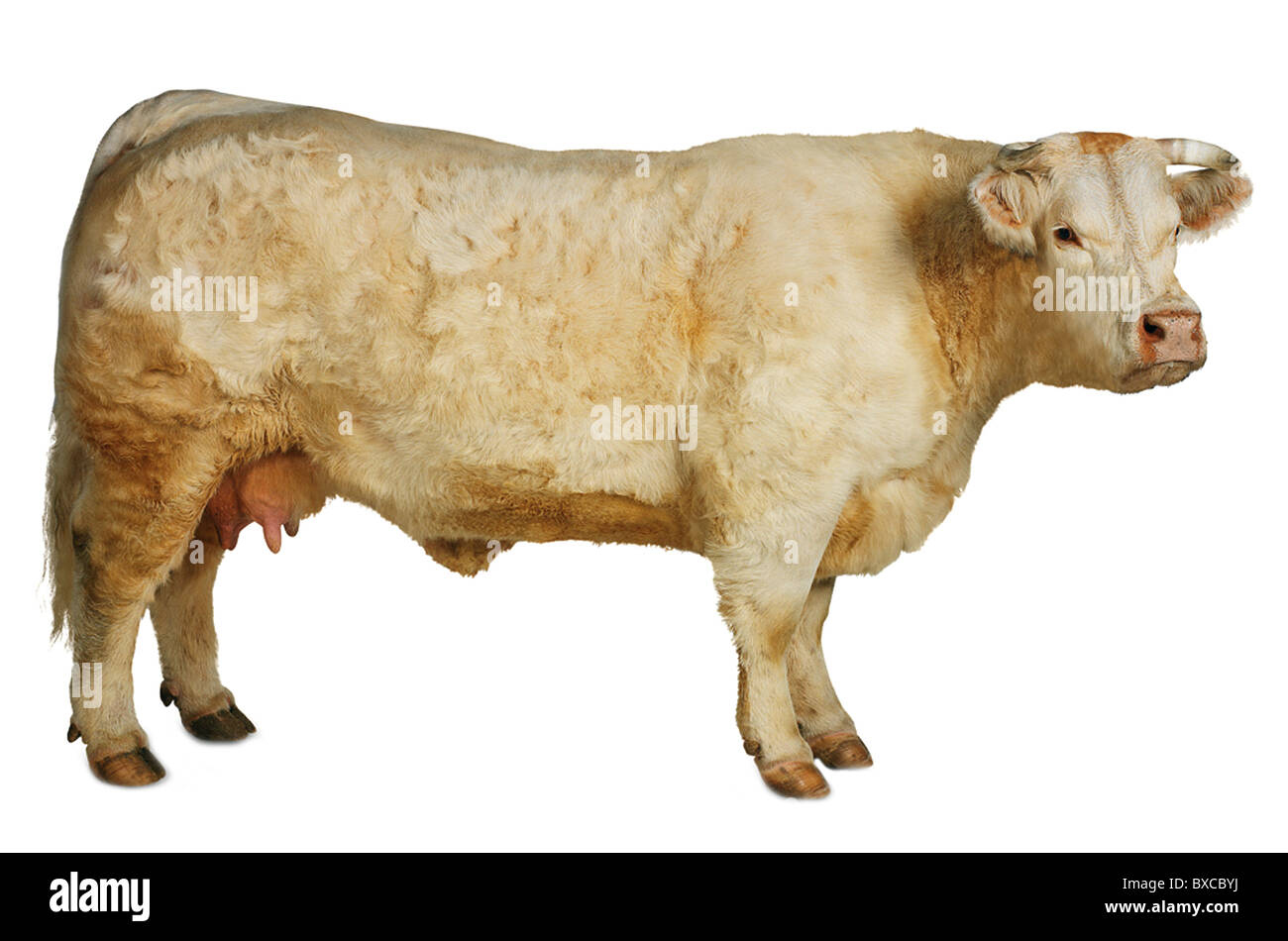 Race charolaise hi-res stock photography and images - Alamy