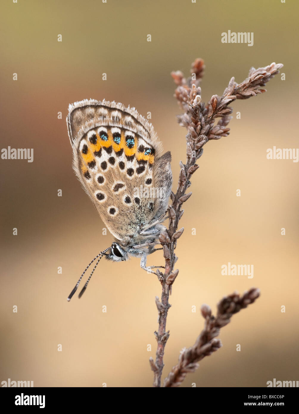 Silver studded blue butterfly hi-res stock photography and images - Alamy