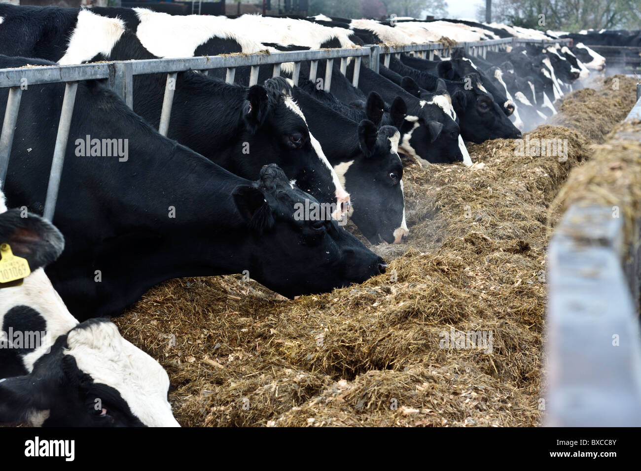 Dairy Cows feeding in the yard after being milked. The cows stay here ...