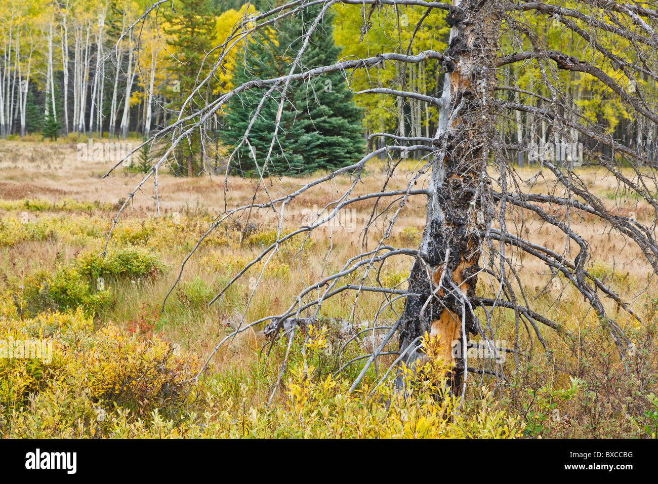 Autumn aspens (populus tremuloides) in Banff National Park, Alberta ...