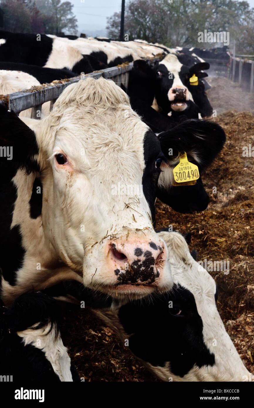 Dairy Cows feeding in the yard after being milked. The cows stay here ...