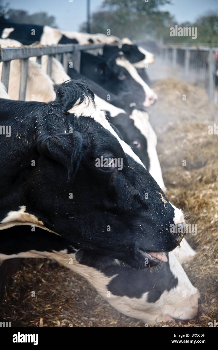 Dairy Cows feeding in the yard after being milked. The cows stay here ...