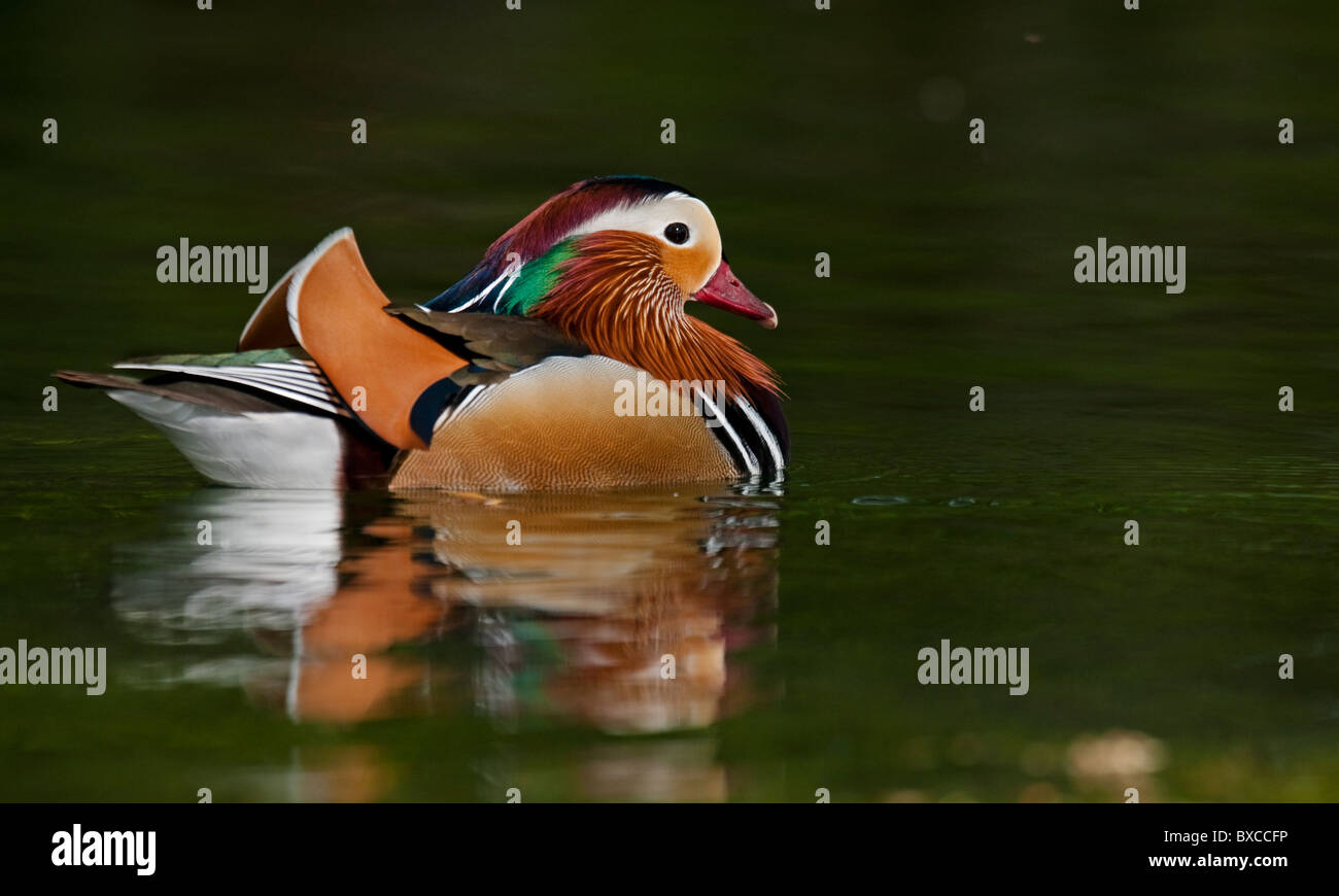 Mandarin drake hi-res stock photography and images - Alamy