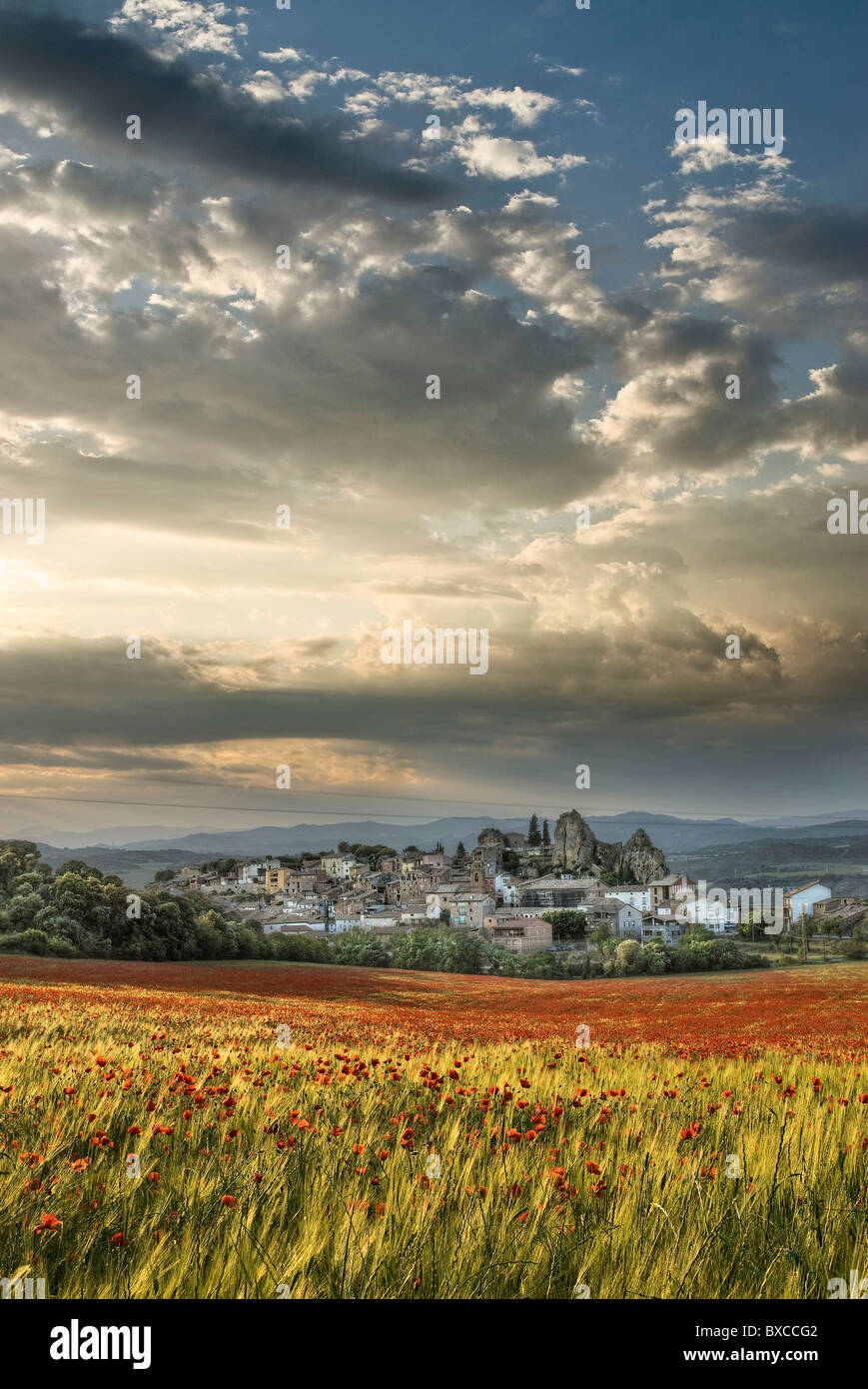 Field of flowers at sunset, Estada, Huesca, Aragon, Spain, Europe Stock ...