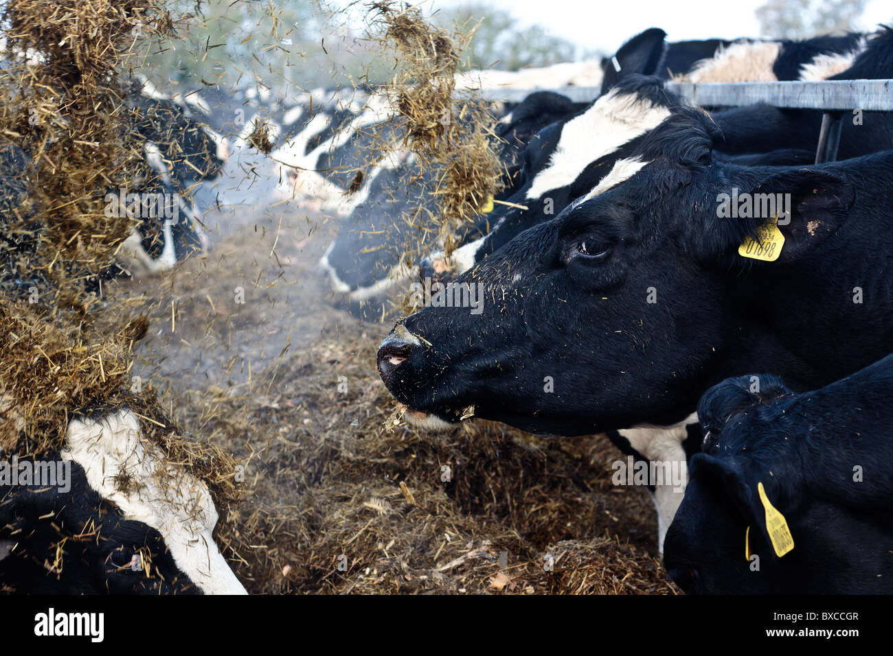 Dairy Cows feeding in the yard after being milked. The cows stay here ...