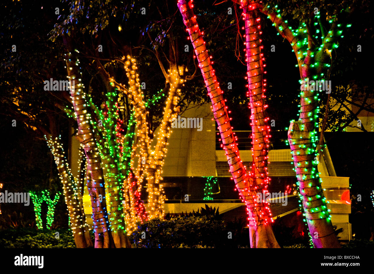 Christmas tree lights wrapped around trees at night Stock Photo - Alamy