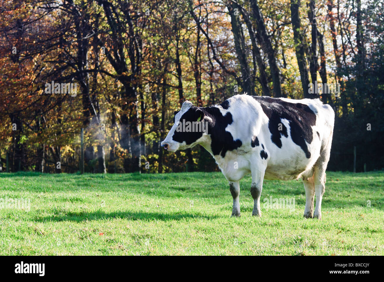 Dairy cows that are currently dry grazingf out in the fields on top of ...